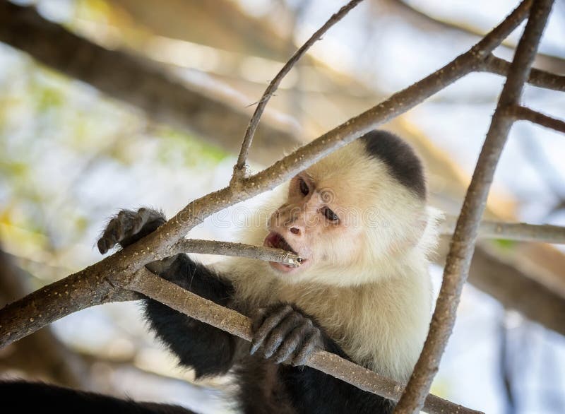 White Faced or Capuchin Monkey Stock Photo - Image of rica, white ...