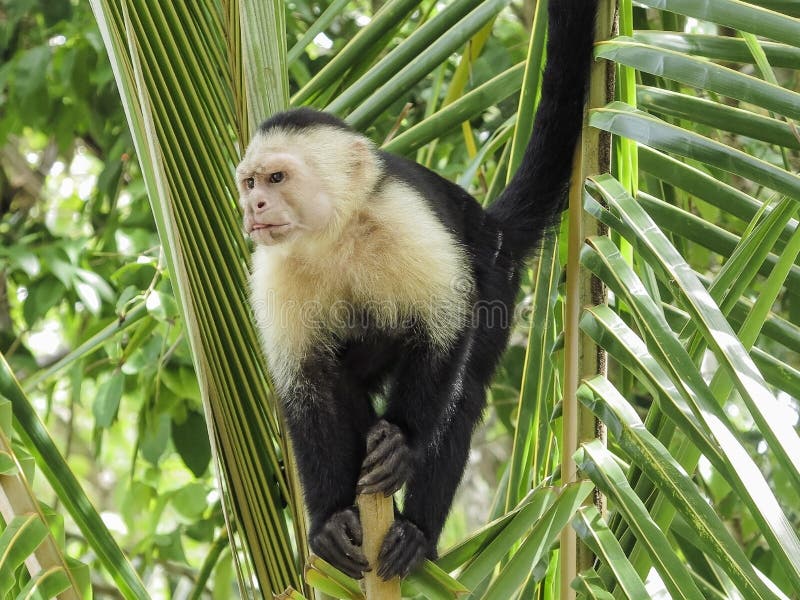 White Faced Monkey in a Tree Stock Photo - Image of costa, belize: 32200458