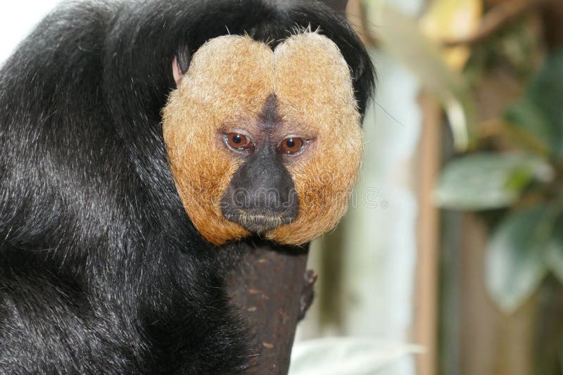 White-faced Saki Pithecia Pithecia Stock Photo - Image of funny, people ...