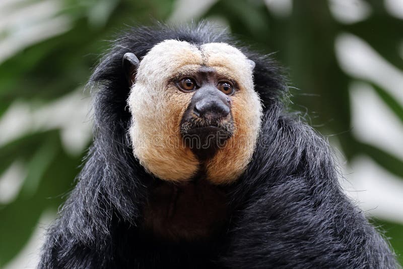 The White-faced Saki (Pithecia Pithecia) Stock Photo - Image of zoology ...