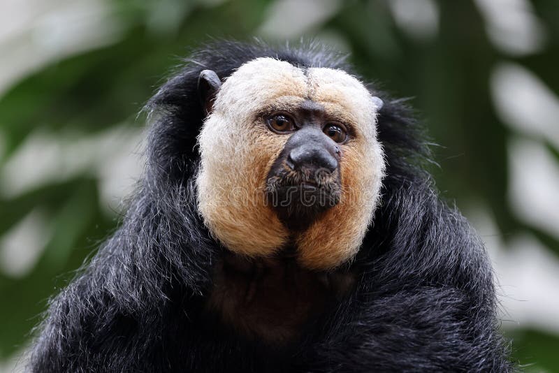 The White-faced Saki (Pithecia Pithecia) Stock Photo - Image of ...