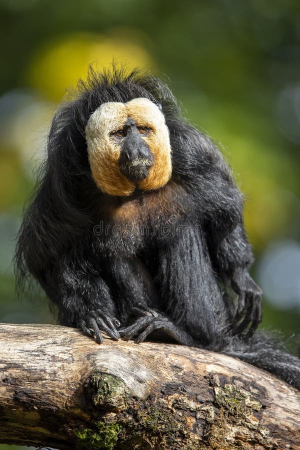 White-faced Saki Pithecia Pithecia Stock Photo - Image of brown ...