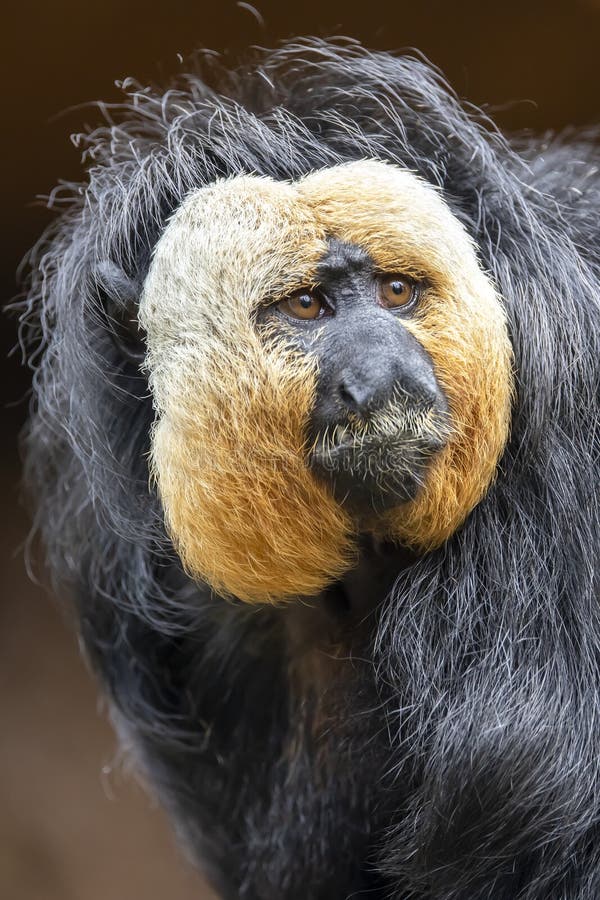 White-faced Saki Pithecia Pithecia Stock Image - Image of wild ...