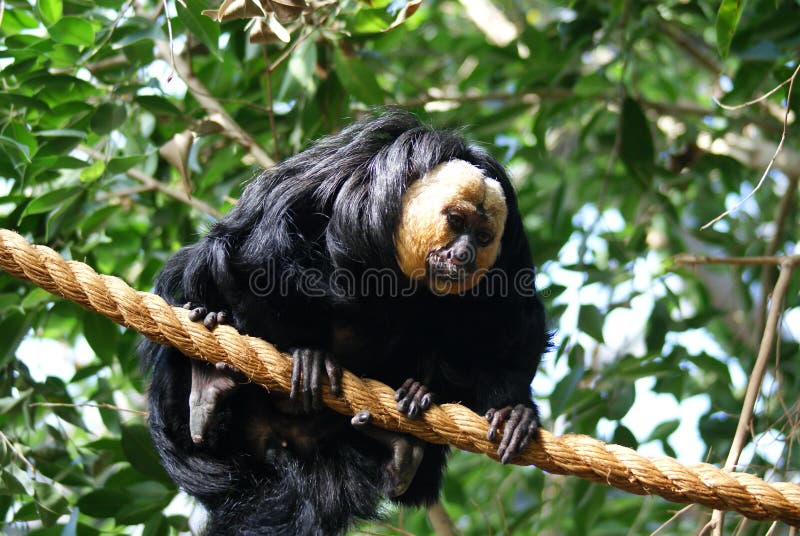 White-faced Saki - Pithecia Pithecia Stock Photo - Image of wild ...
