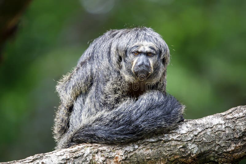 White-faced Saki Pithecia Pithecia Stock Image - Image of face, africa ...