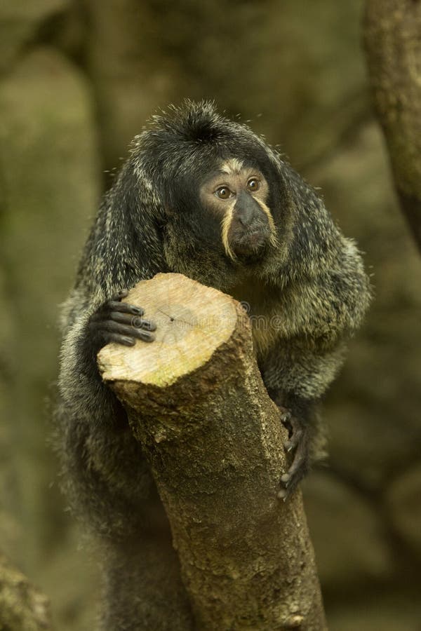 The White-faced Saki Pithecia Pithecia. Stock Photo - Image of ...