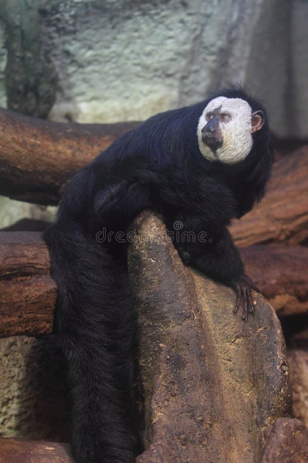 Owl-faced monkey stock image. Image of hamlyni, cercopithecus - 24411723