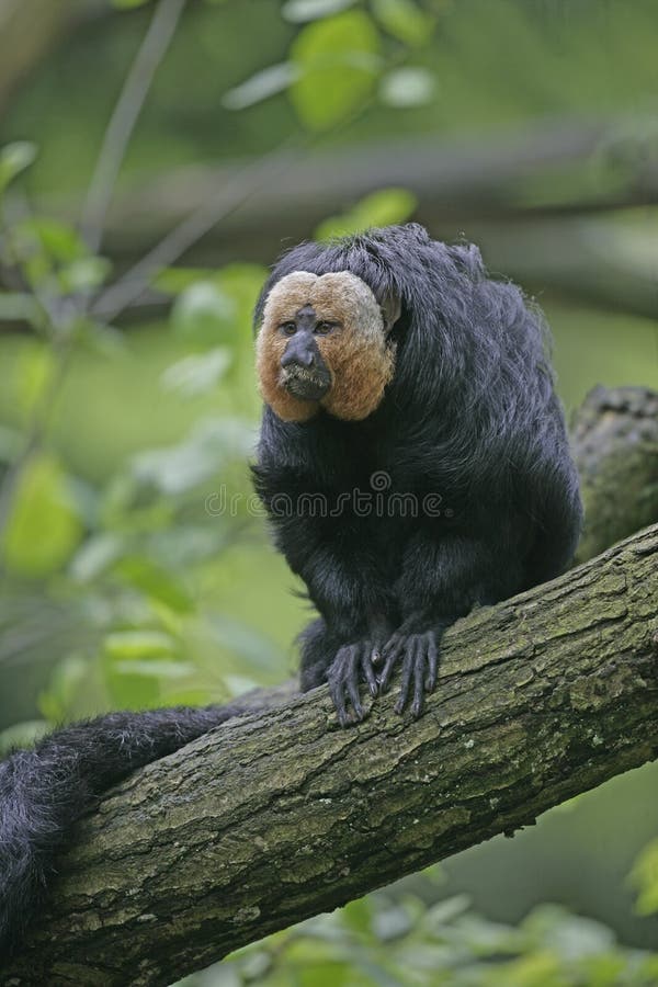 White-faced Sakia, Pithecia Pithecia, Stock Photo - Image of faced ...