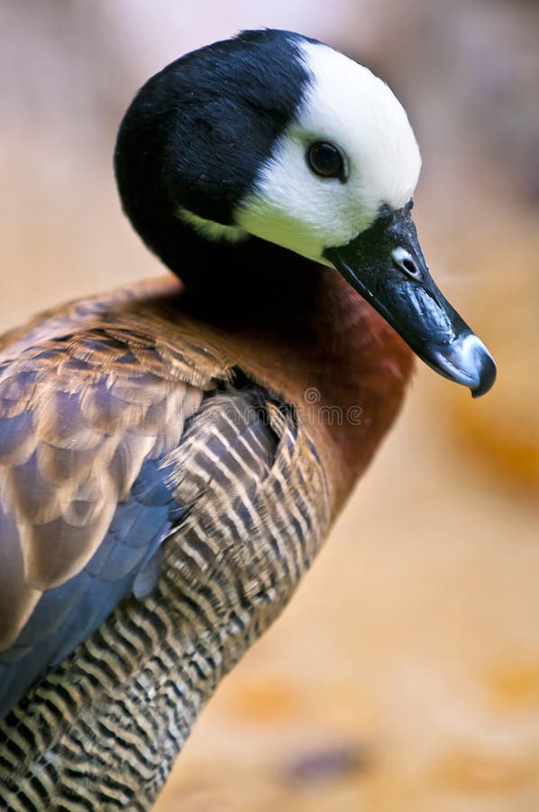 4+ White faced whistling duck Free Stock Photos - StockFreeImages