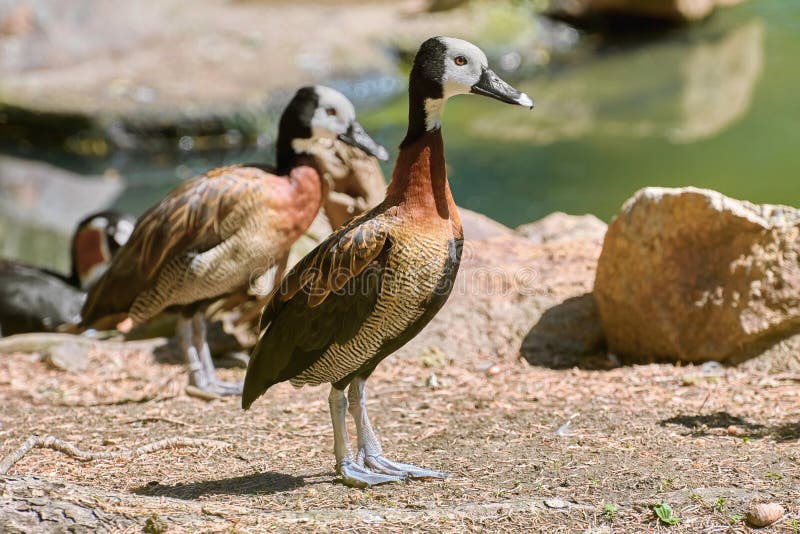White-faced Whistling Duck stock photo. Image of perched - 85652416