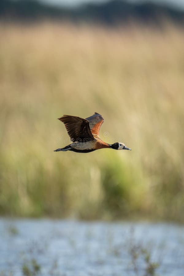 White-faced Whistling-duck Crosses River with Sings Raised Stock Image ...
