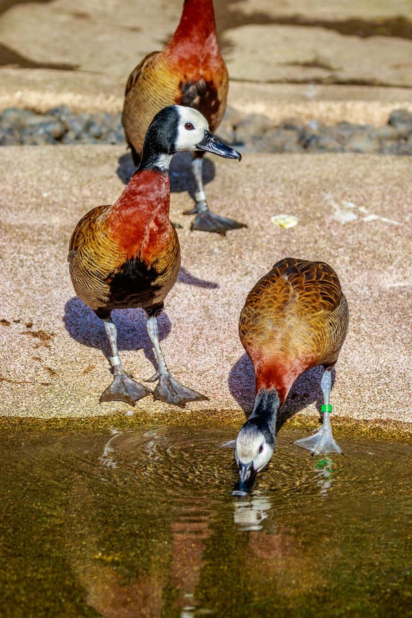 White-faced Whistling Duck stock photo. Image of vertebrates - 69091136