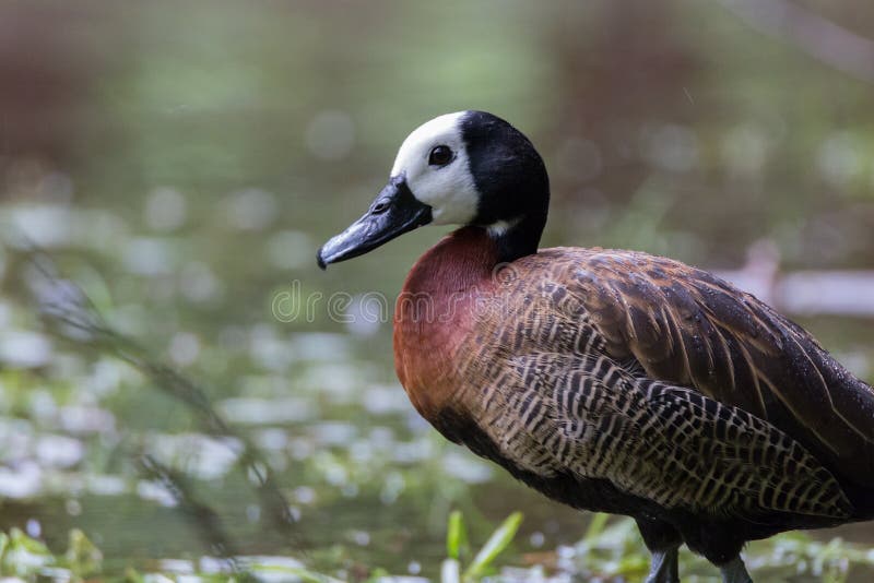 White-faced whistling duck stock photo. Image of white - 74753570