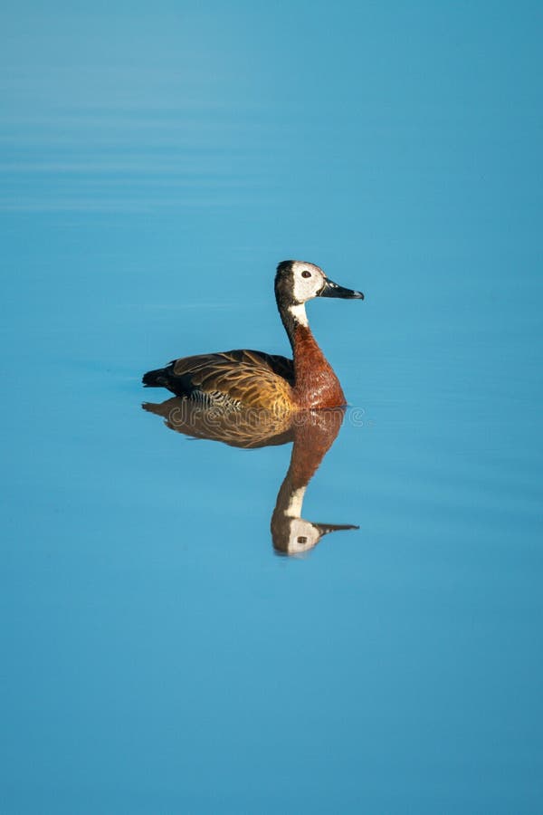 White-faced Whistling Duck Reflected in Smooth Water Stock Image ...