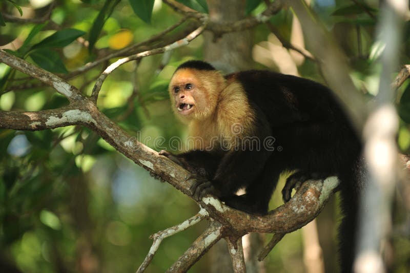 White-faces Capuchin Monkey in a Tree Stock Photo - Image of costa ...