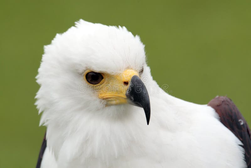 White falcon stock image. Image of white, birds, nature - 2658569