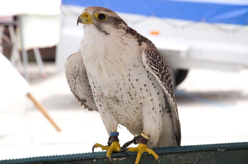 White falcon stock image. Image of beak, wild, exhibition - 32175867