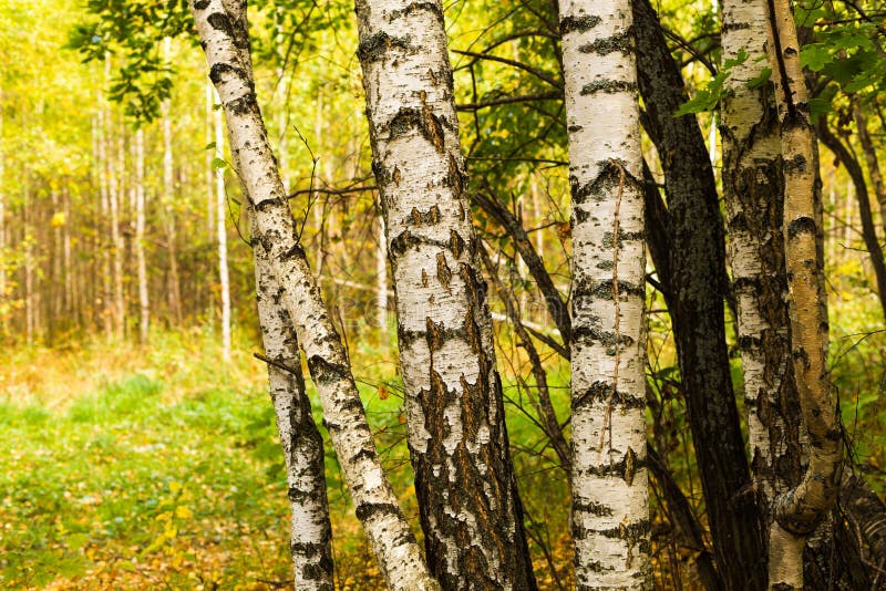 White Fall Birch Trees with Autumn Leaves in Background Stock Photo ...