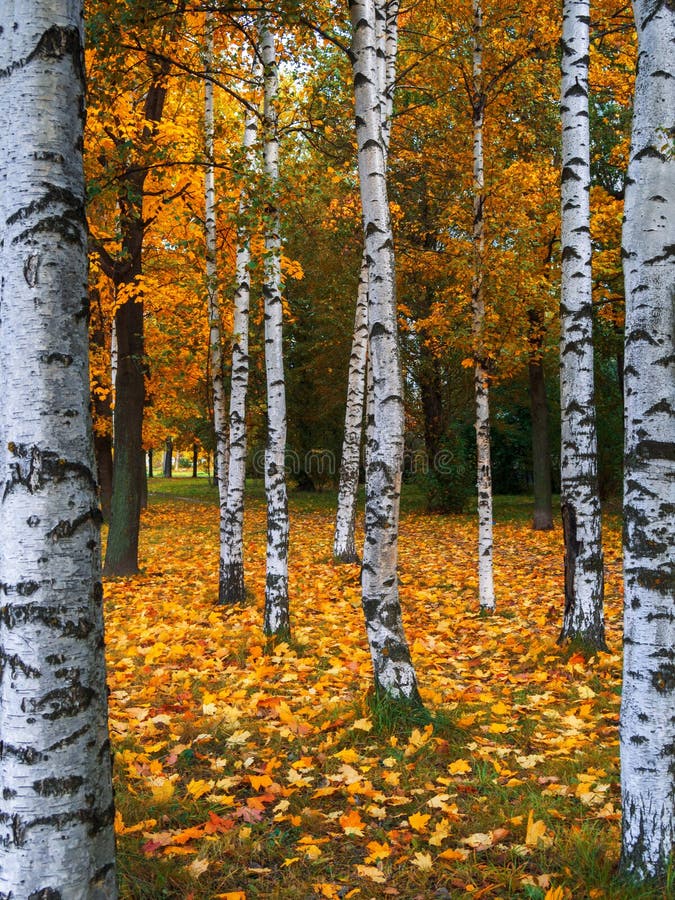 White Fall Birch Trees with Autumn Leaves in Background Stock Photo ...