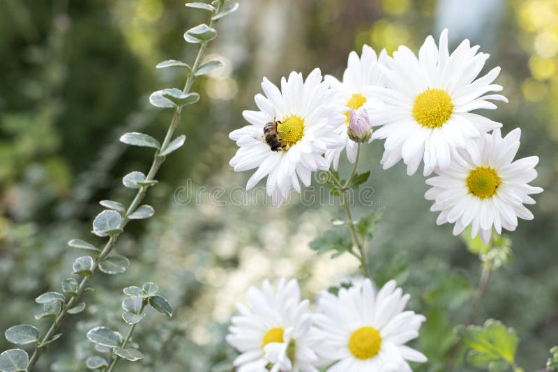 White Fall Flowers in the Garden Stock Image - Image of cover, bright ...