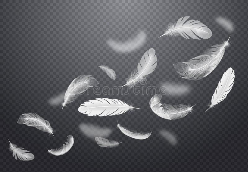 White Falling Feathers Transparent Set Stock Vector - Illustration of ...