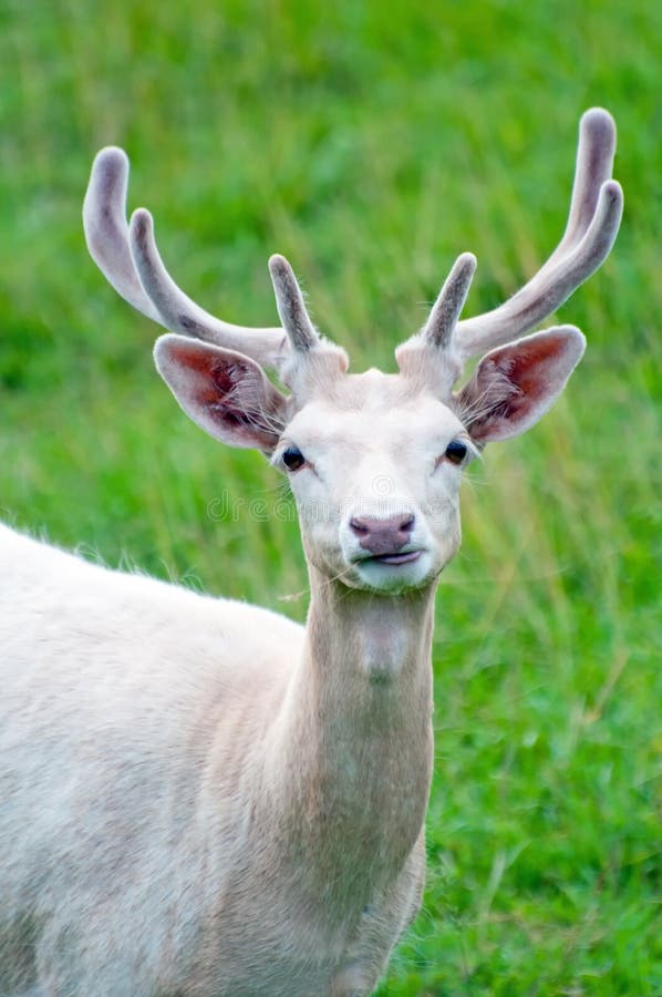 Albino Fallow Deer stock image. Image of natural, mammalia - 1015109