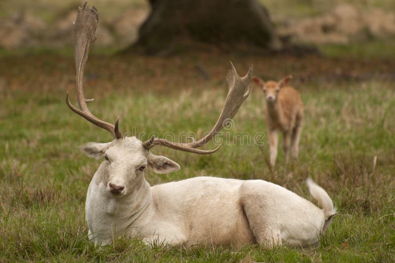White fallow deer stock image. Image of forest, fallow - 27289423