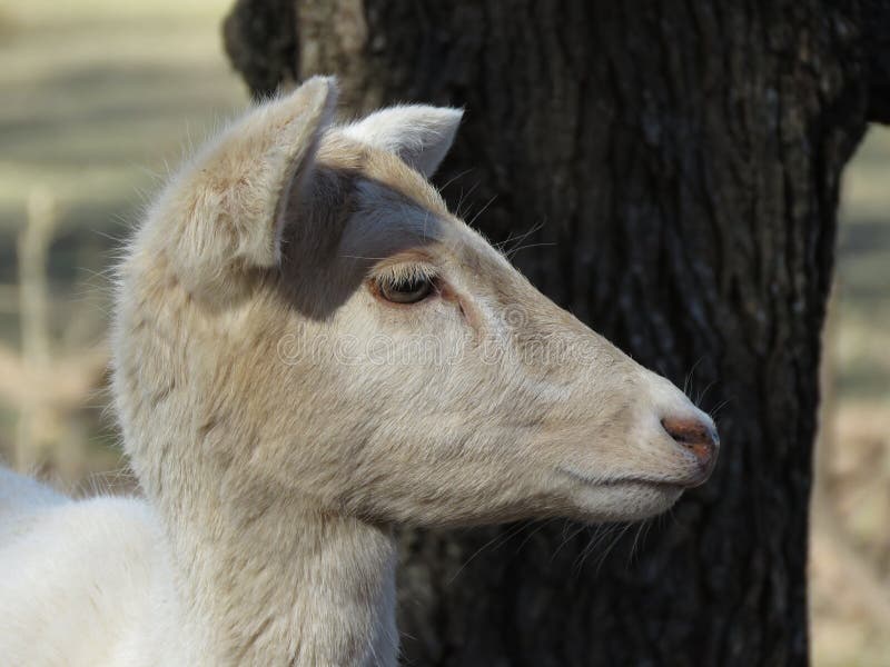 White fallow deer stock image. Image of leucistic, portrait - 99406315
