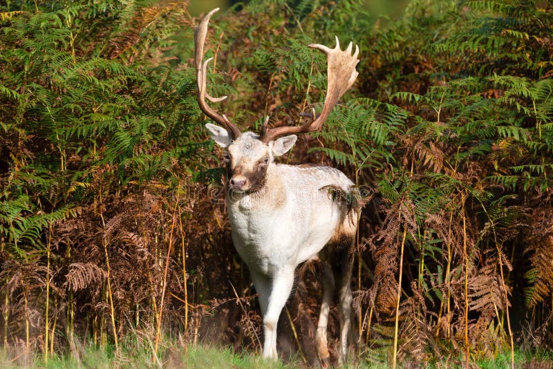 White Fallow Deer Stag Standing in Ferns in Autumn Stock Photo - Image ...