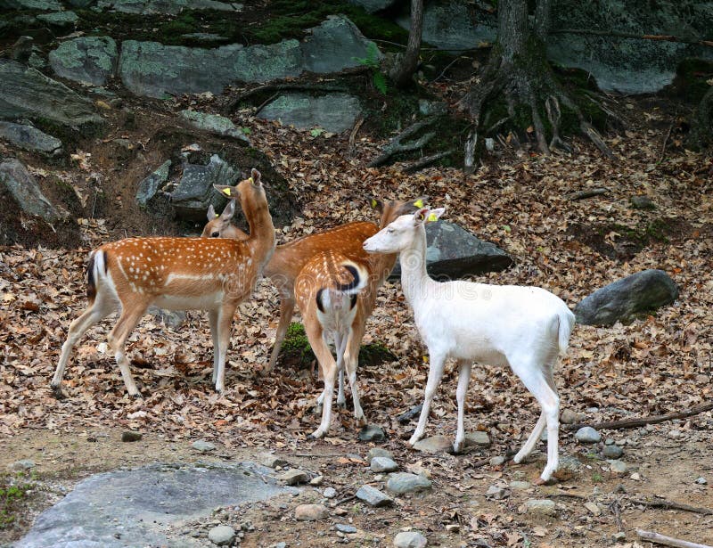 White Fallow Deer, Though they are Often Called â€œJudasâ€ Stock Photo ...