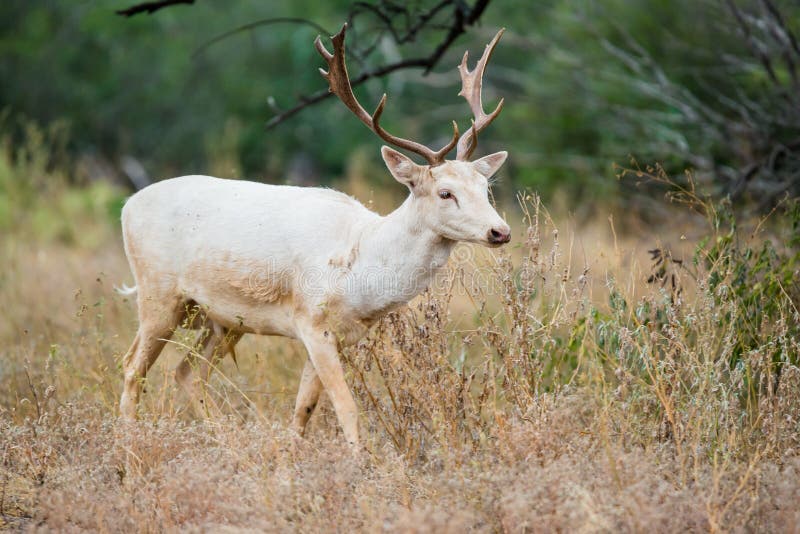 Fallow Deer Yearling stock photo. Image of ranch, dama - 60393050