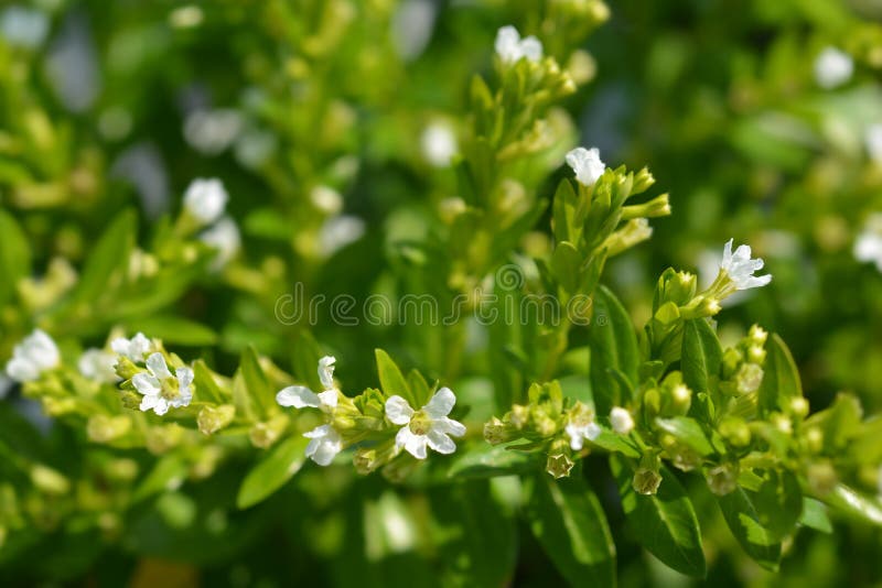 White false heather stock image. Image of leaf, flower - 125513707