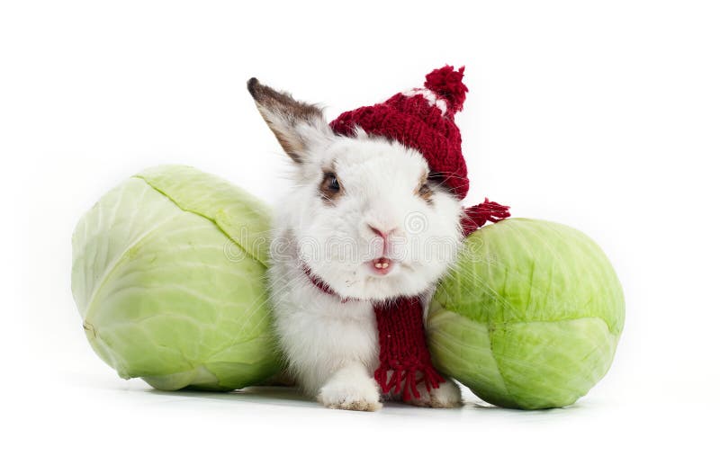 White Fancy Rabbit With Cabbage Stock Image - Image of horizontal ...