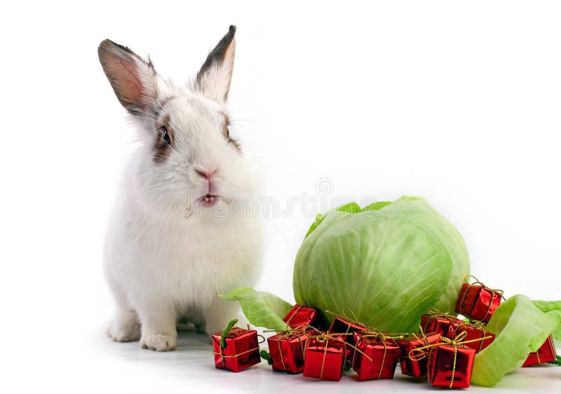 White Fancy Rabbit Eating Cabbage Stock Photo - Image of little, hungry ...