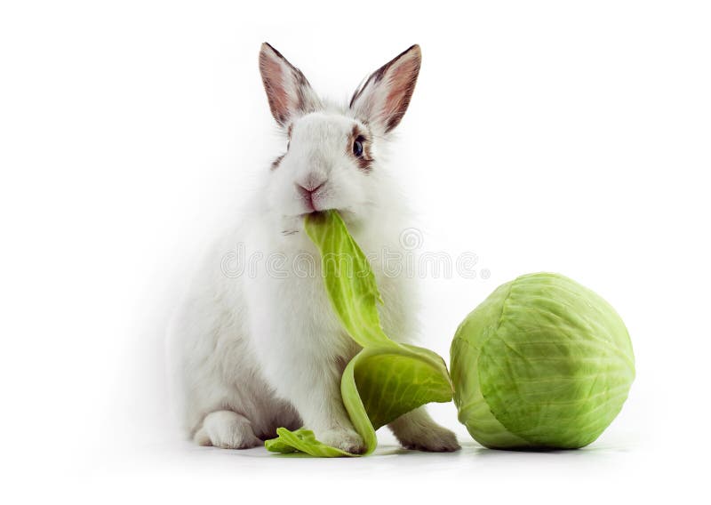 White Fancy Rabbit Eating Cabbage Stock Photo - Image of little, hungry ...