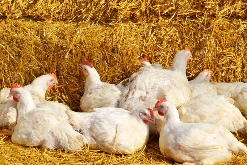 White farm chickens stock image. Image of poultry, food - 22020099