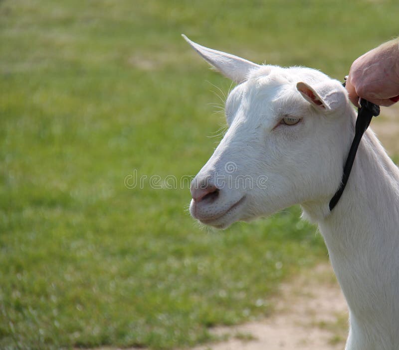 White Farm Goat. stock photo. Image of meadow, head - 312492672