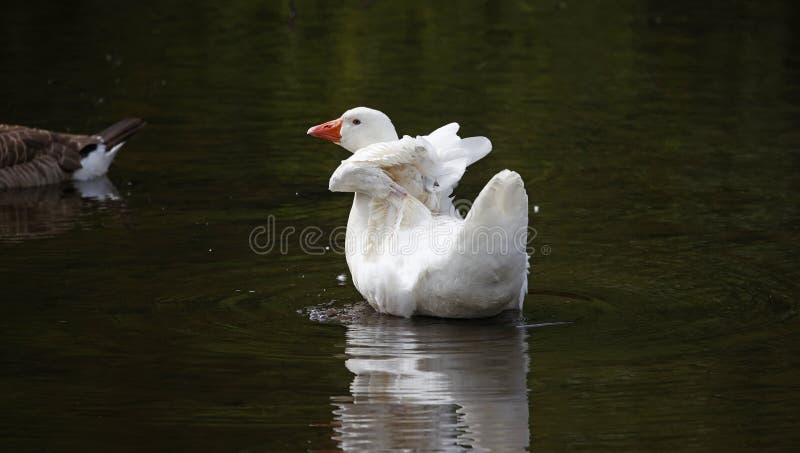 White Farm Yard Goose Preening on the Pond Stock Image - Image of ...