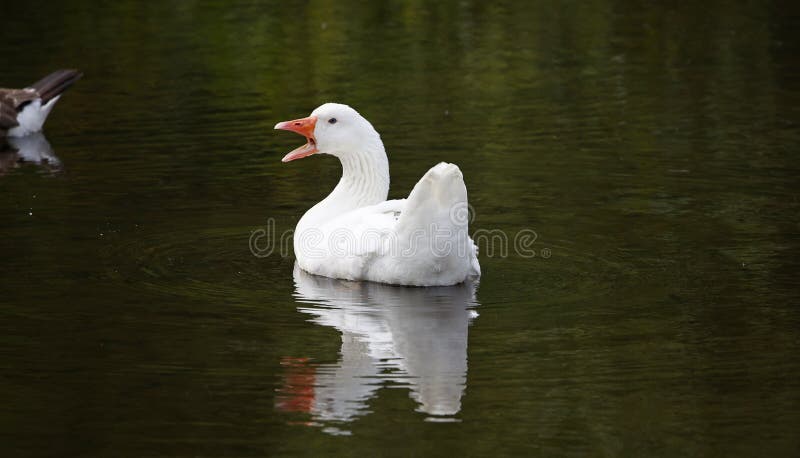 White Farm Yard Goose Preening on the Pond Stock Photo - Image of ...