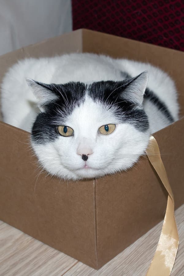 White Fat Cat Sitting in a Box Stock Image - Image of alone, fall ...