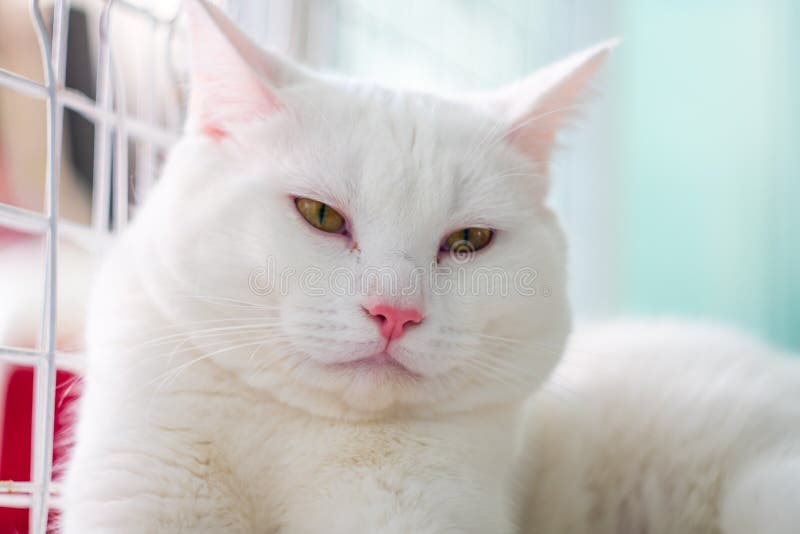 White fat cat stock photo. Image of cats, cute, black - 68120486