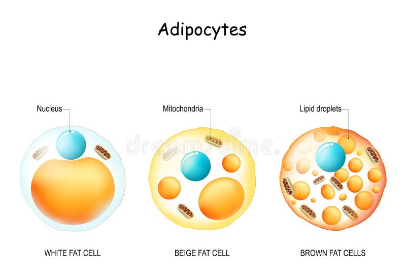 Adipocyte Structure. Fat Cell Stock Vector - Illustration of overweight ... Adipocyte Structure. Fat Cell Stock Vector - Illustration of overweight ...