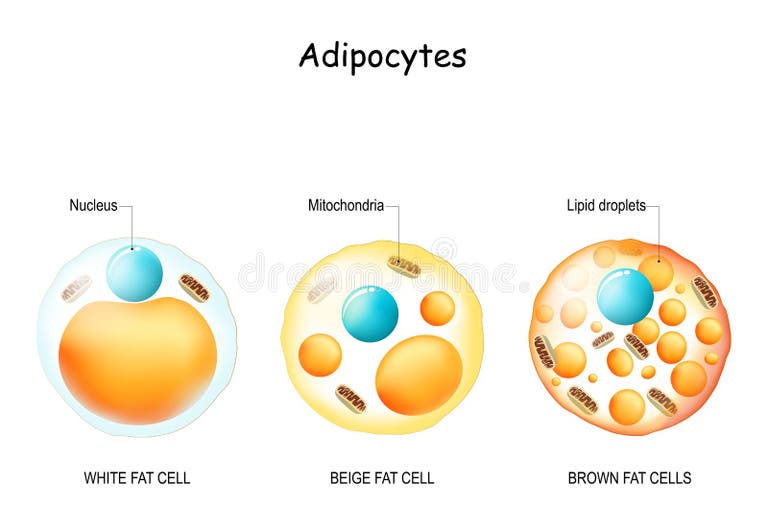 White Fat Cell, Brown Adipocyte, Beige Lipocyte Stock Vector ...