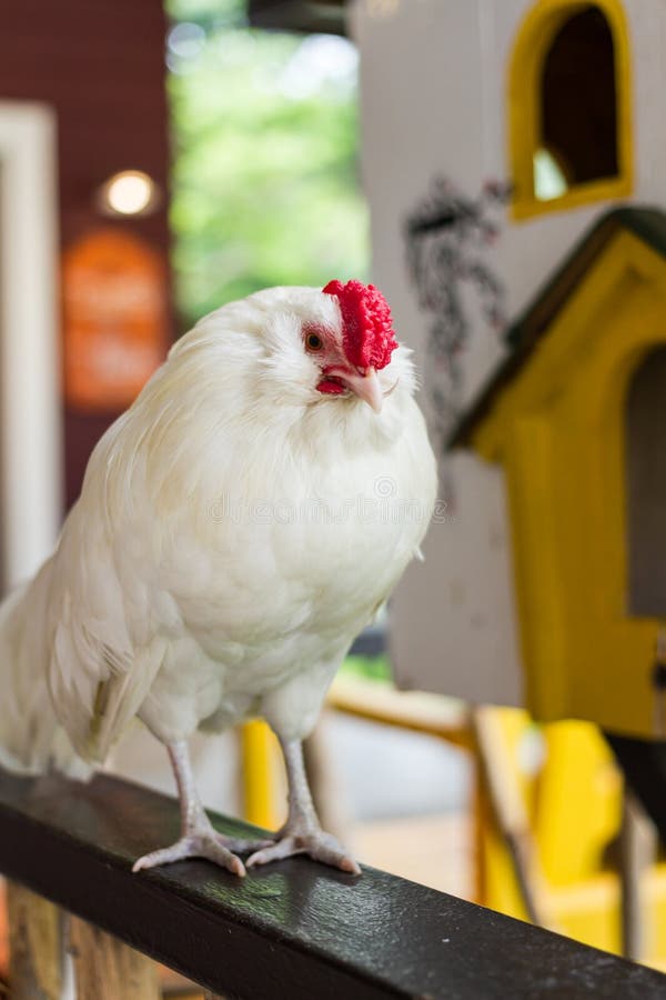 Standing bird stock image. Image of long, peaceful, nature - 25400465