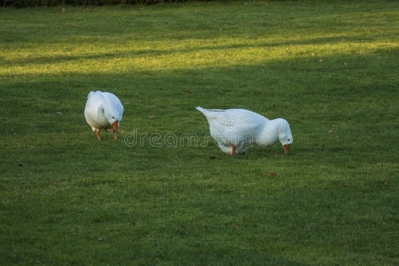 White Fat Goose Eats Grass on a Meadow Stock Photo - Image of white ...
