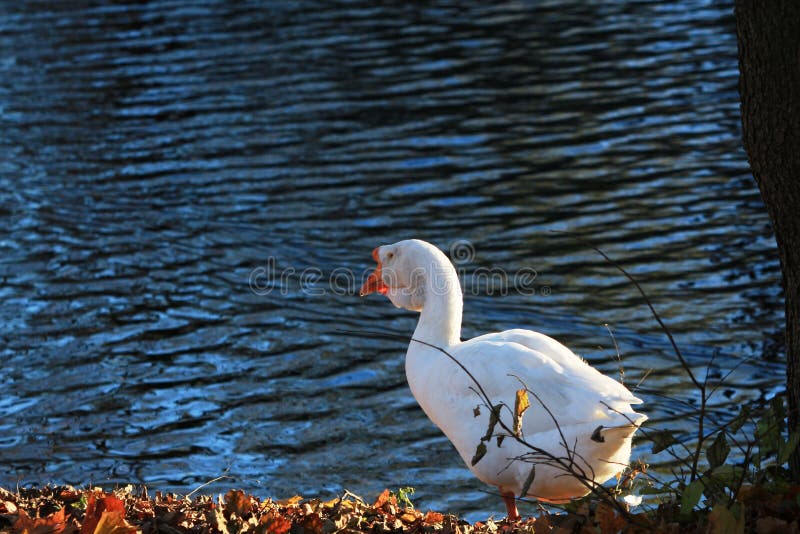 White Fat Goose on the Shore Stock Image - Image of agriculture ...