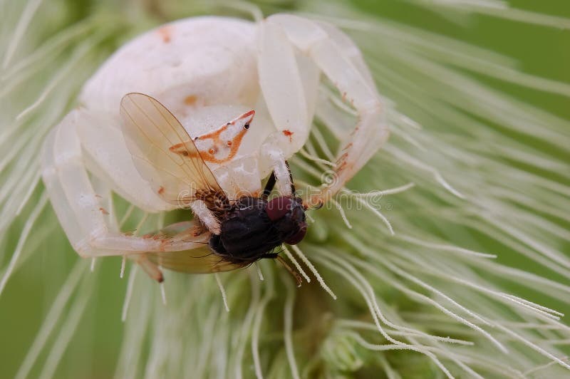 A white and fat spider stock image. Image of triangular - 30252701