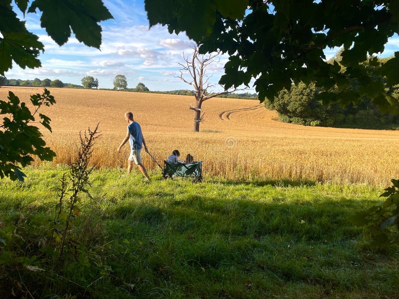 White Father Pulling Children in a Wagon through Golden Wheat Fields at ...