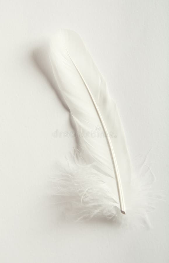 White feather stock photo. Image of elegant, fragile - 12824202
