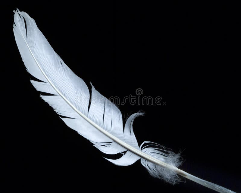 White feather stock image. Image of swan, feather, single - 1346313